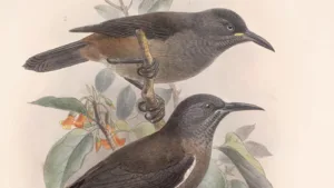 Kaua'i'o'o: An Elegy of an Extinct Bird