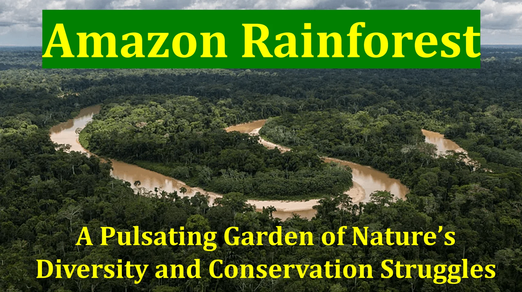 The Amazon Rainforest: A Pulsating Garden Of Nature’s Diversity And ...
