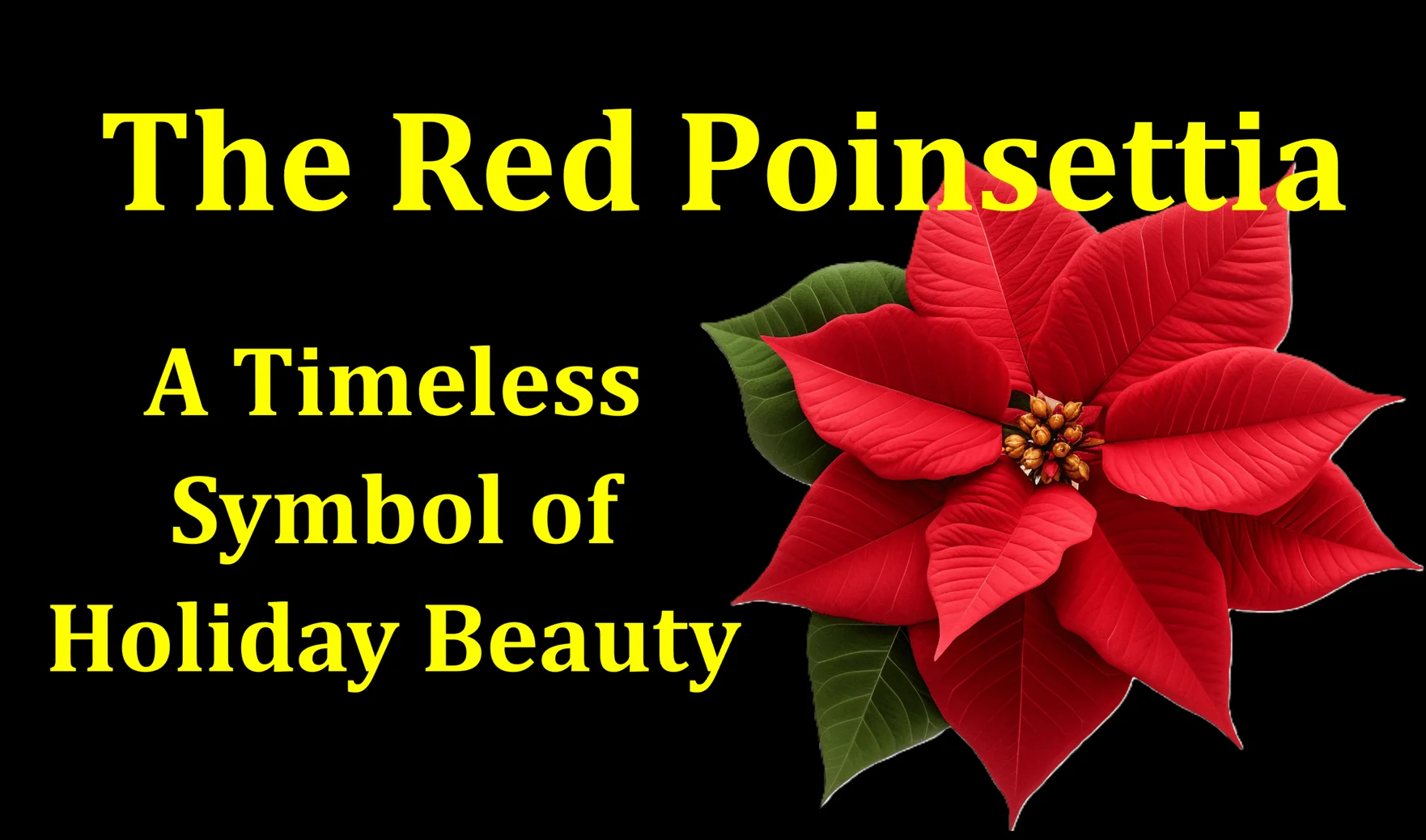 The Red Poinsettia: A Timeless Symbol Of Holiday Beauty
