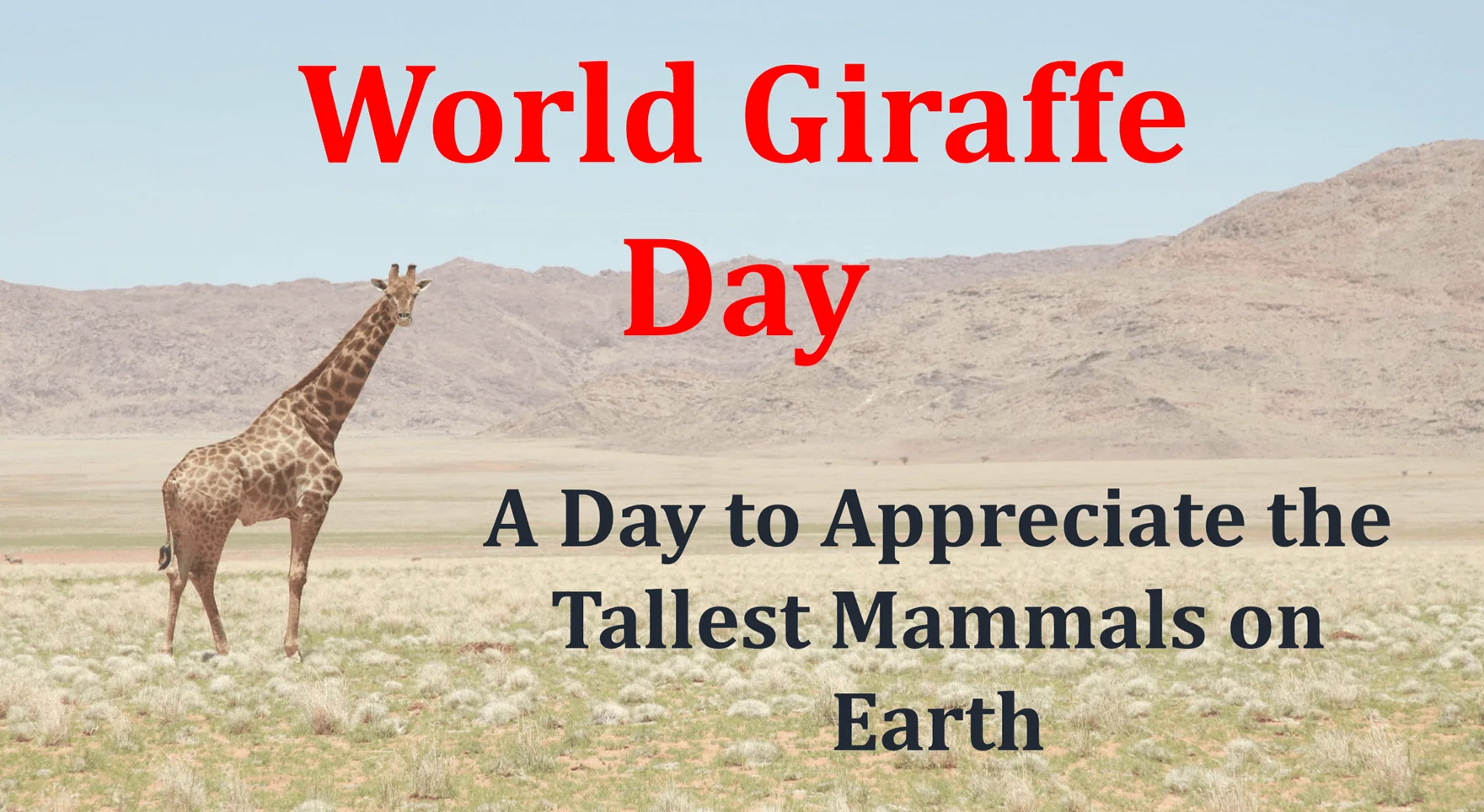 World Giraffe Day (21st June): A Day To Appreciate The Tallest Mammals ...